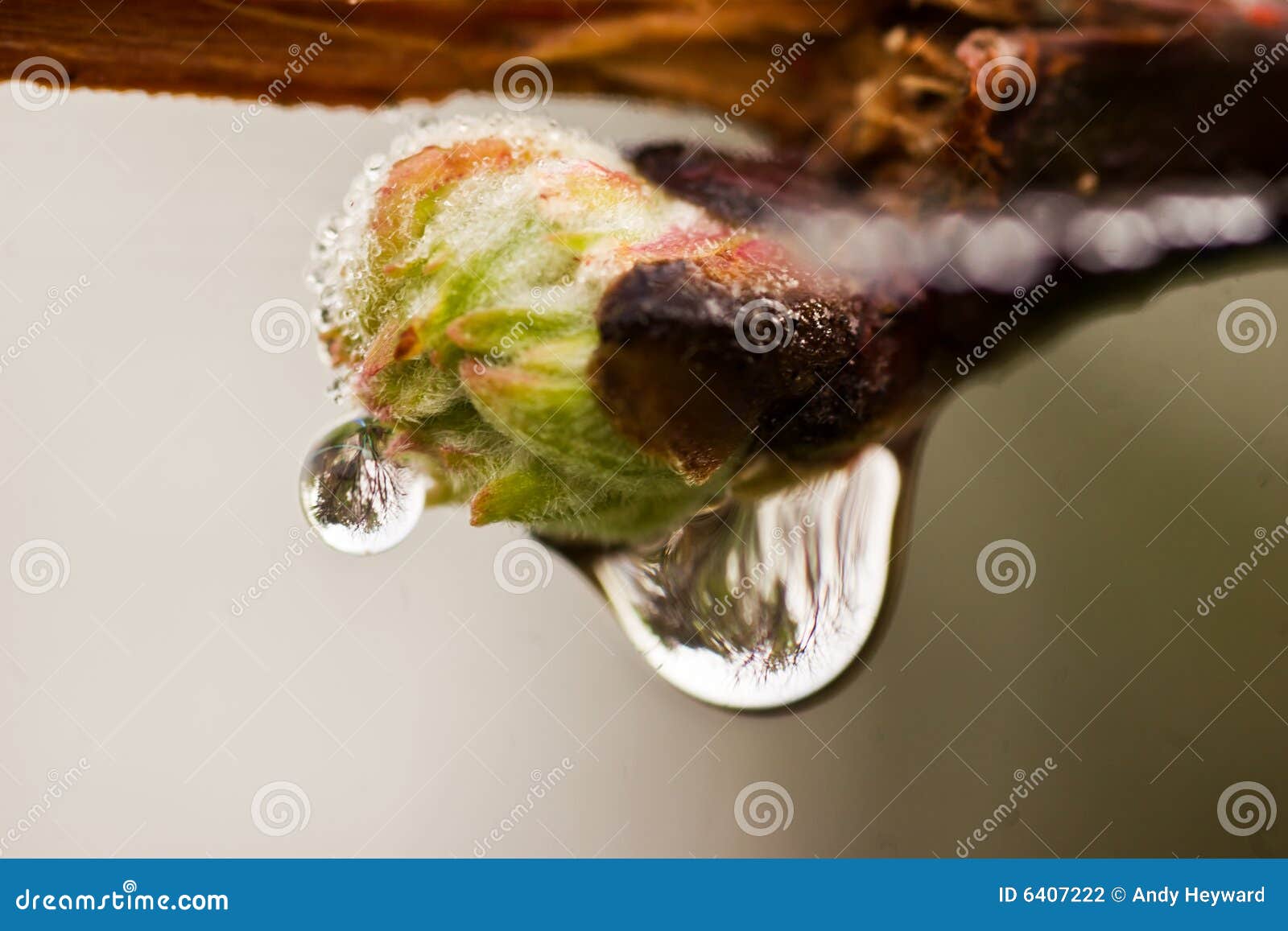 Goccia Di Rugiada Sul Germoglio 02 Fotografia Stock - Immagine di ...