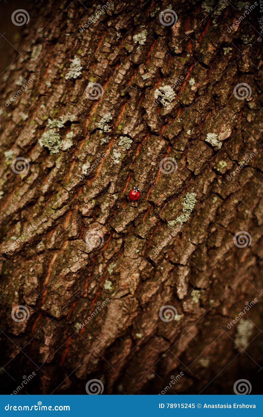 God Ladybug on tree bark stock image. Image of trunk - 78915245