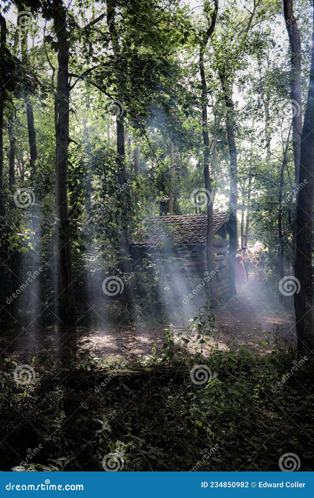 God rays in the forest stock photo. Image of jungle - 234850982