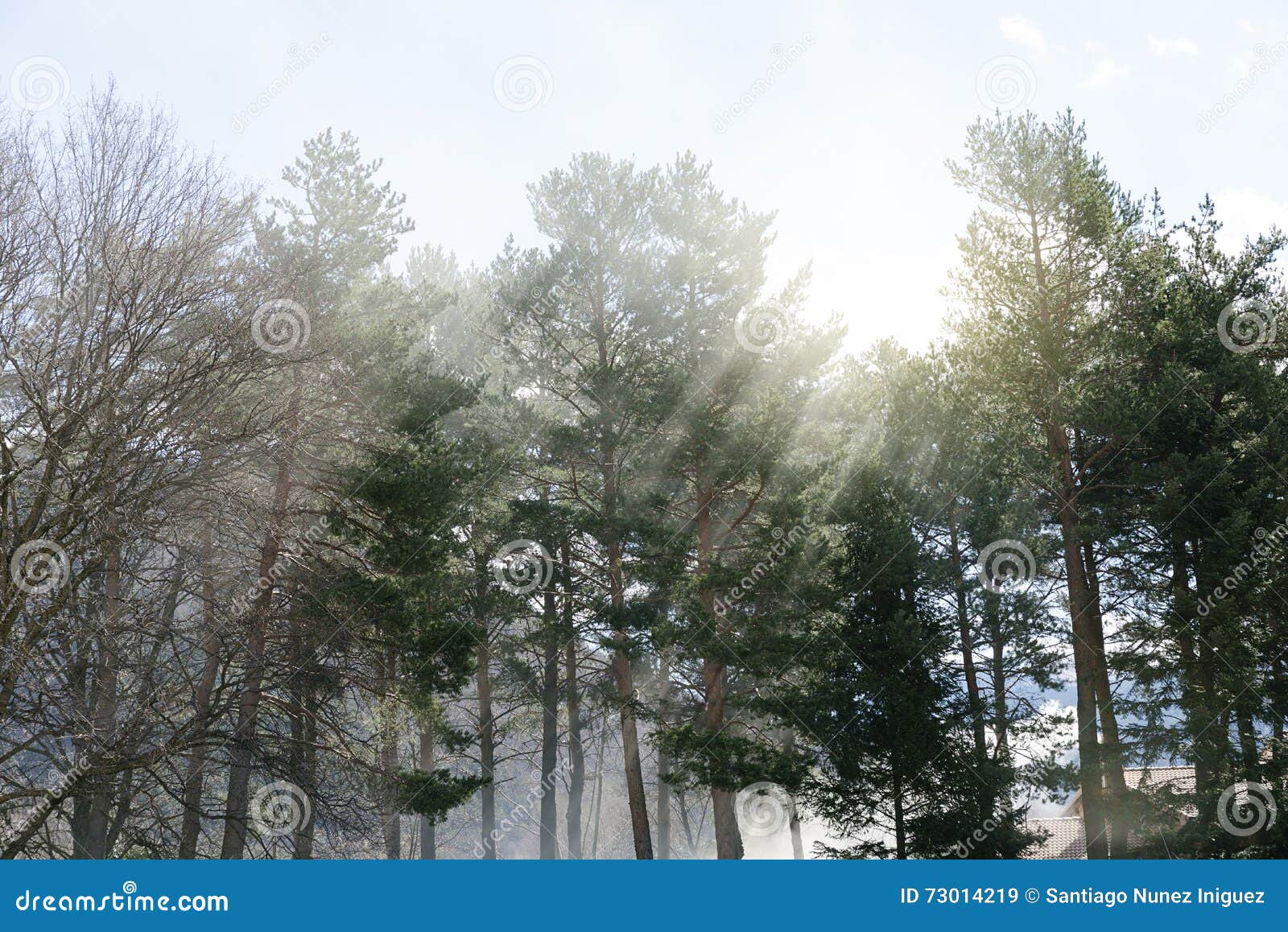 God rays between trees. stock image. Image of sunlight - 73014219