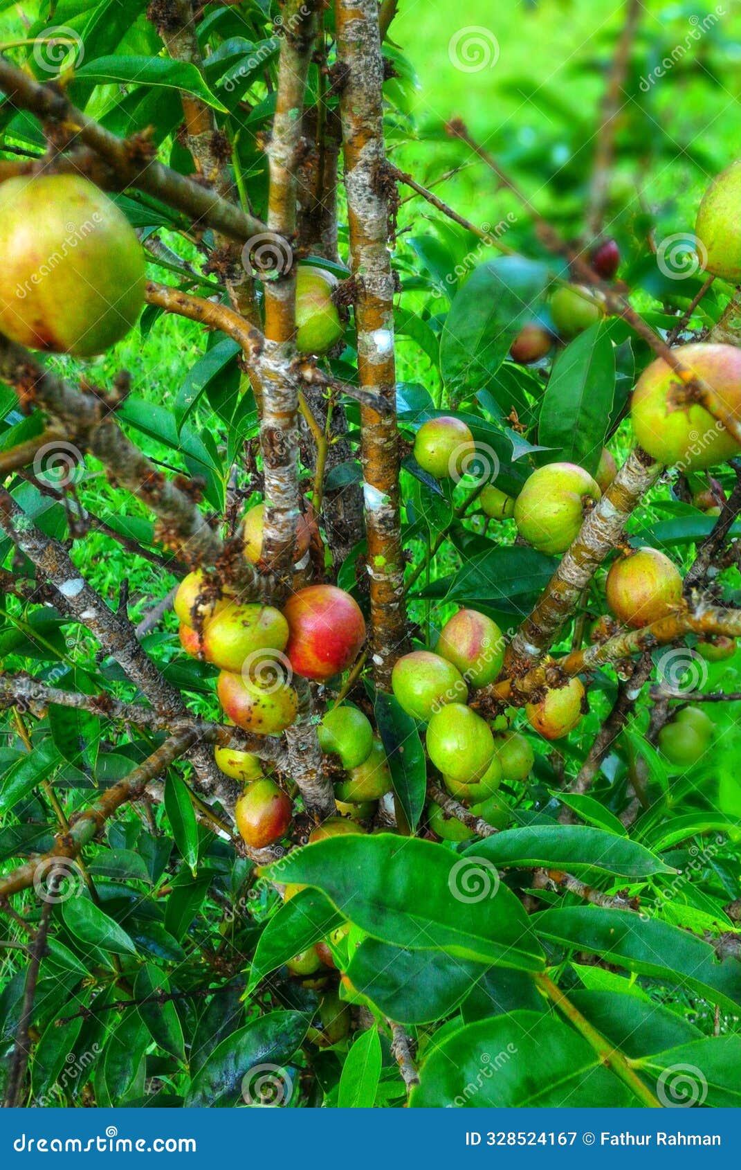 The God& X27;s Crown Fruit Has a Bitter Taste Stock Image - Image of ...