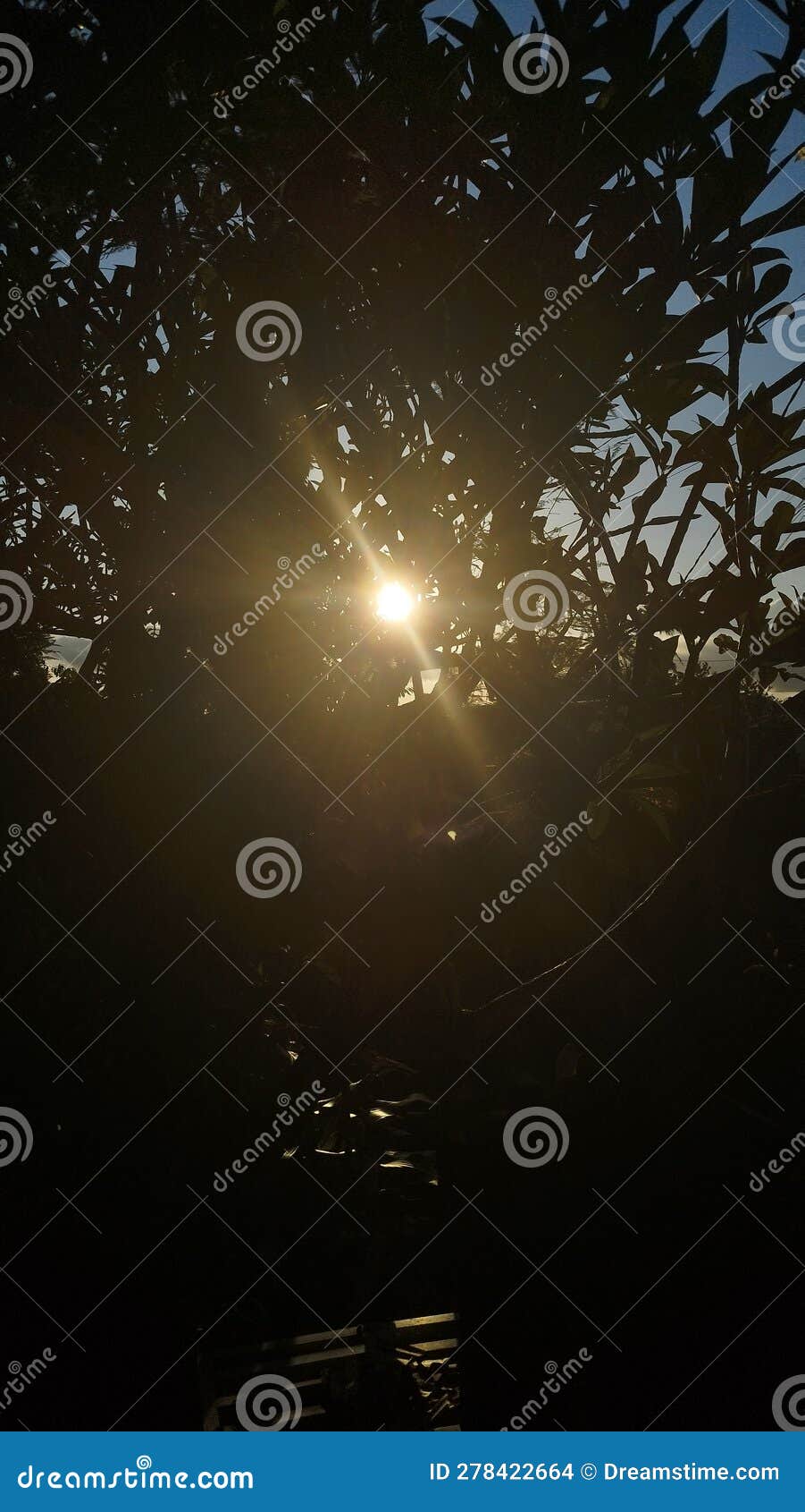 God& X27;s Ray through the Jepun Tree Stock Photo - Image of gods, bali ...