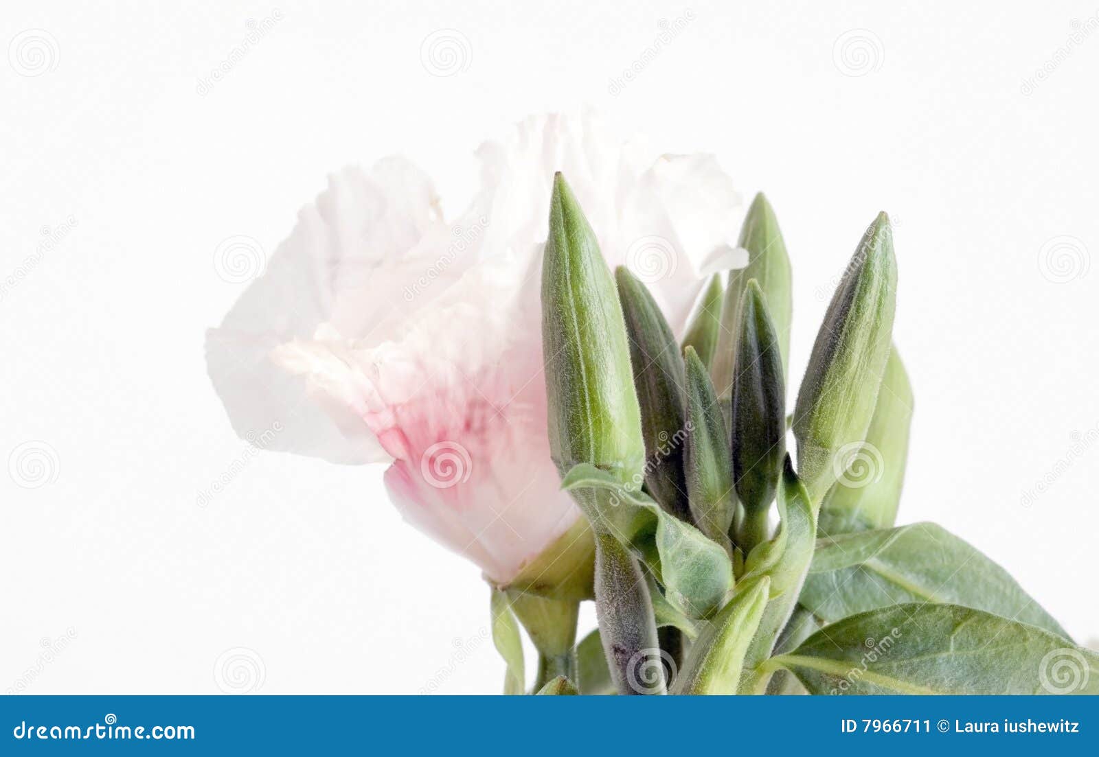 Godetia Clarkia flower stock image. Image of foliage, pistils - 7966711