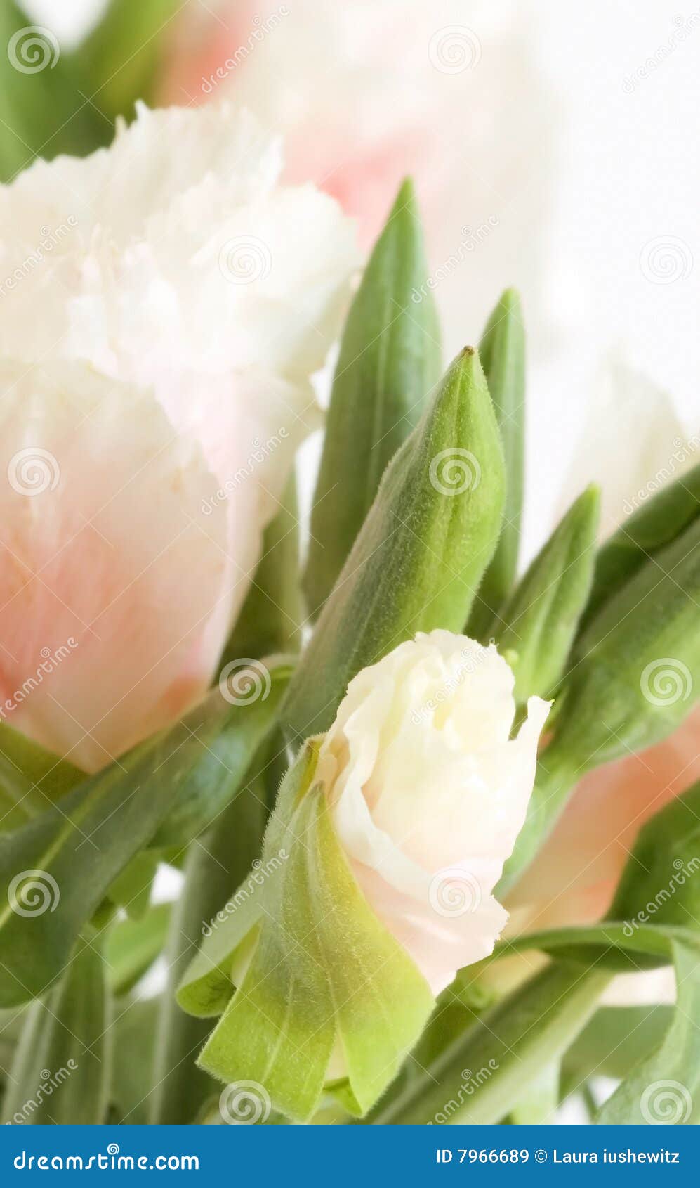 Godetia Clarkia flowers stock image. Image of anthers - 7966689