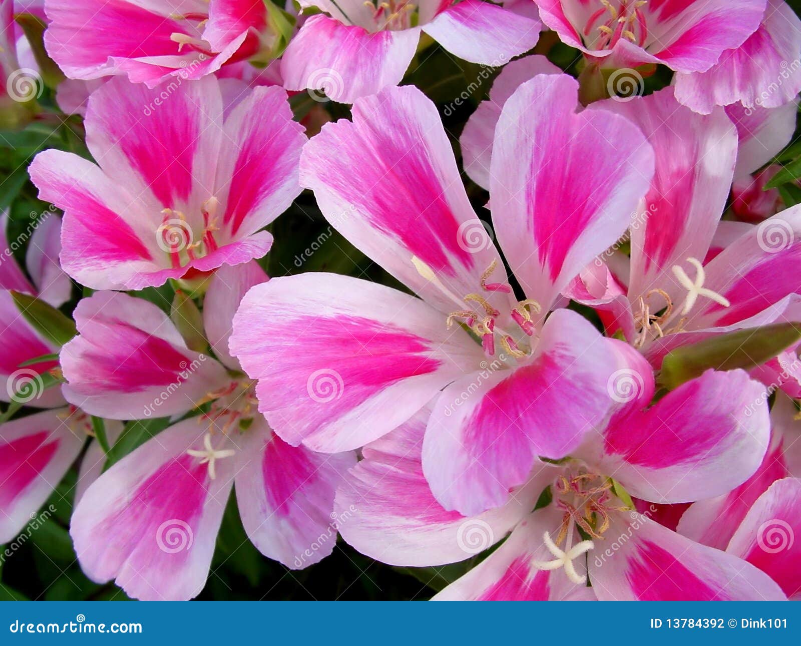 Godetia flowers background stock photo. Image of gardening - 13784392