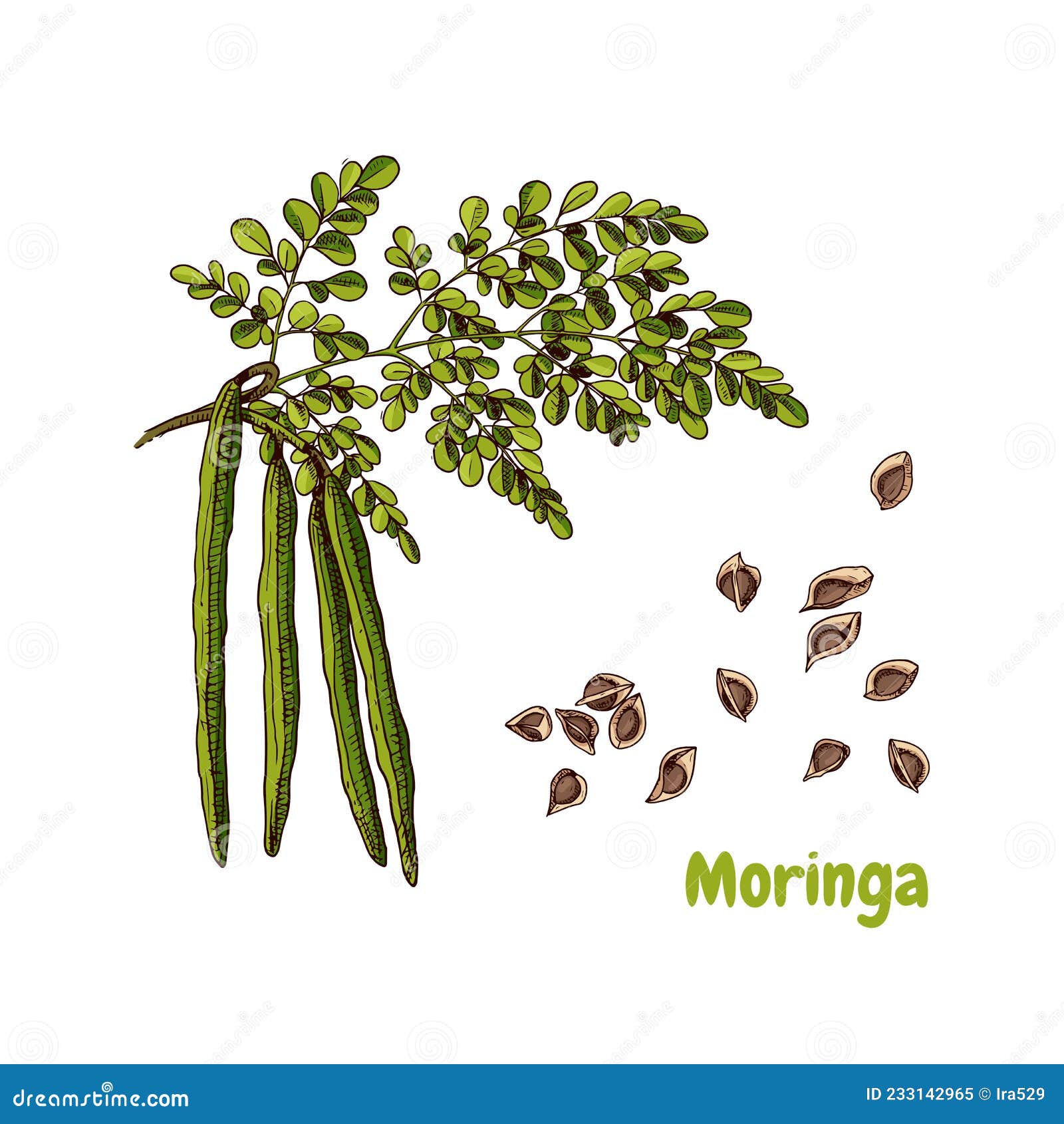Hand Drawn Colorful Moringa Branch, Leaves, Flowers And Seeds. Cartoon ...