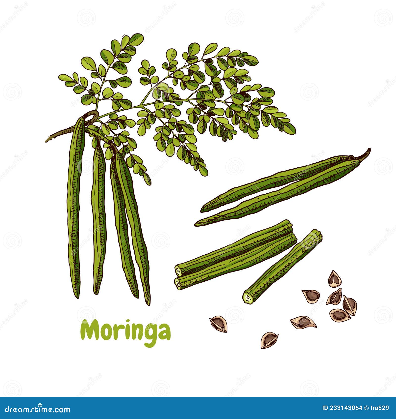 Moringa Branch. Tropical Tree Foliage. Botanical Art. Watercolour ...