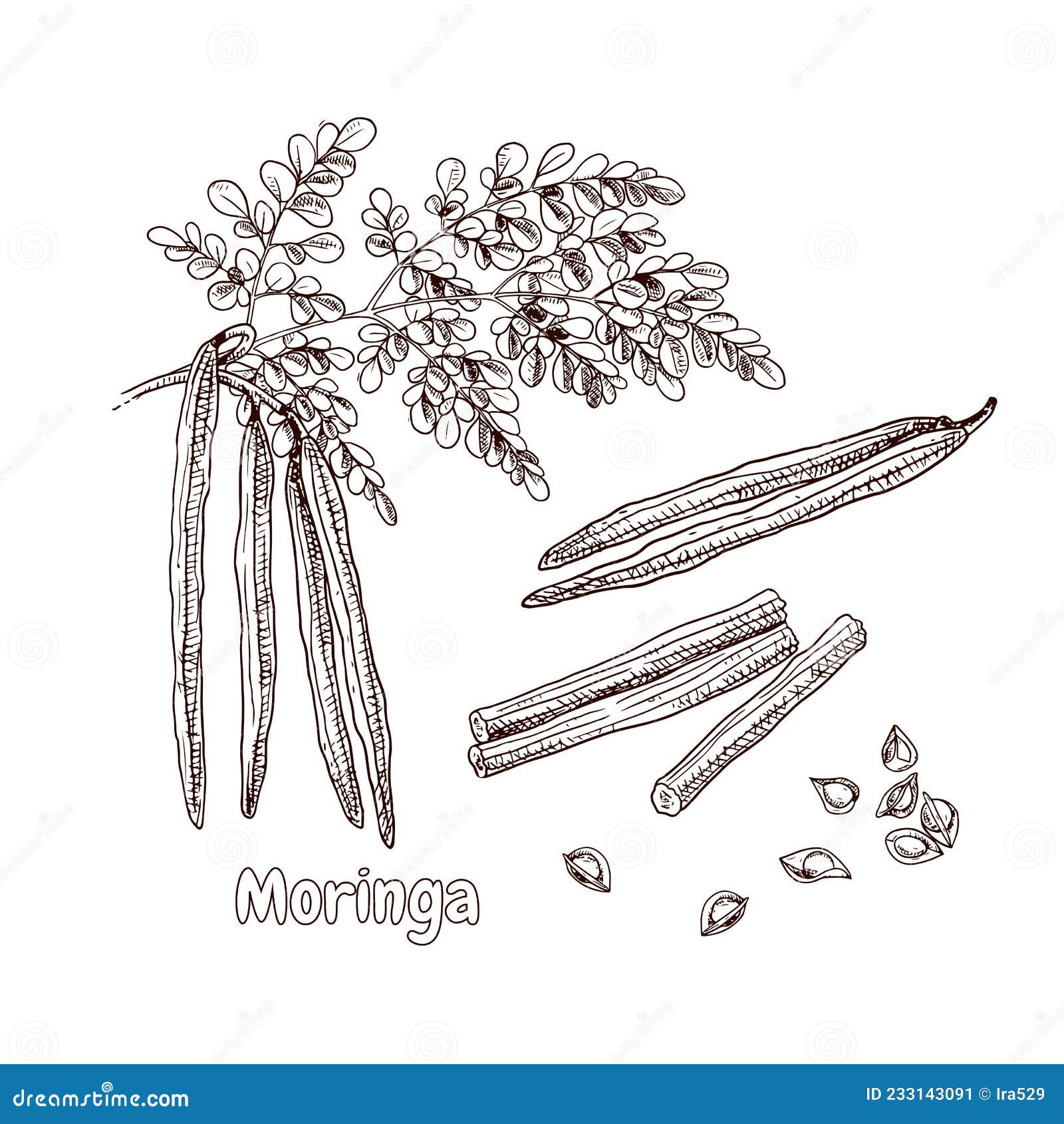 Hand Drawn Moringa Branch, Leaves, Flowers and Seeds. Stock Vector ...