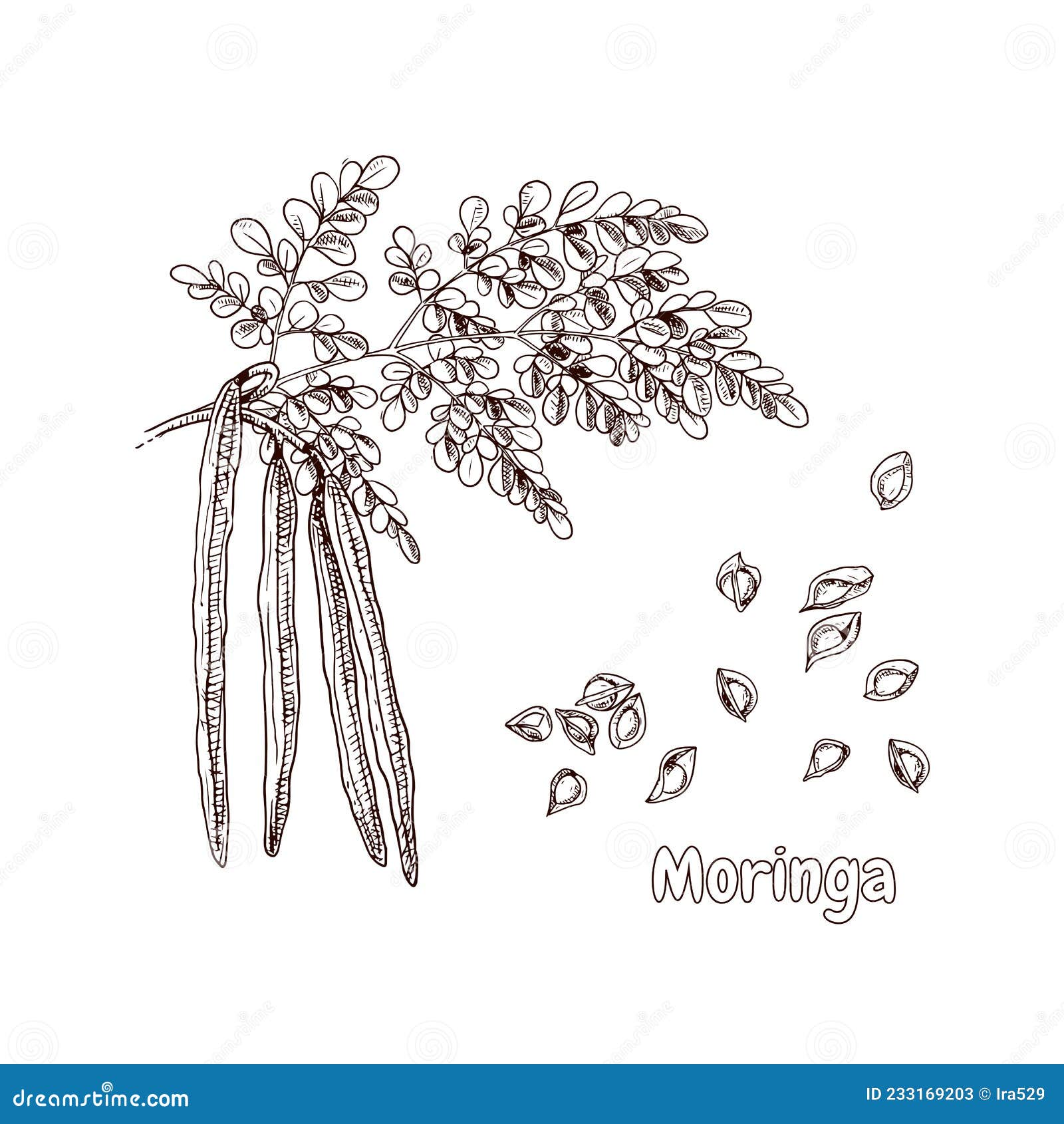 Moringa Branch. Tropical Tree Foliage. Botanical Art. Watercolour ...