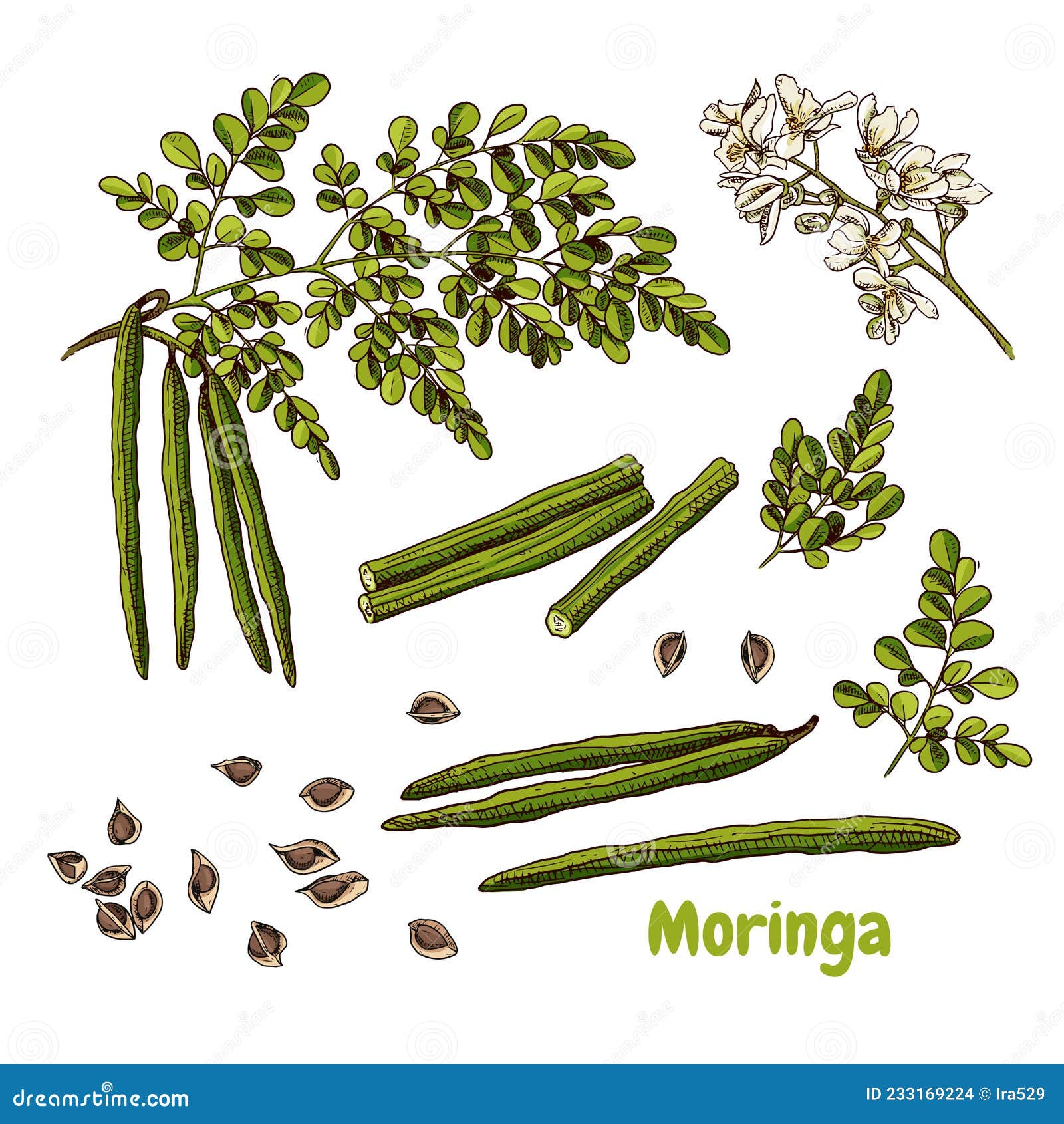 Moringa Branch. Tropical Tree Foliage. Botanical Art. Watercolour ...