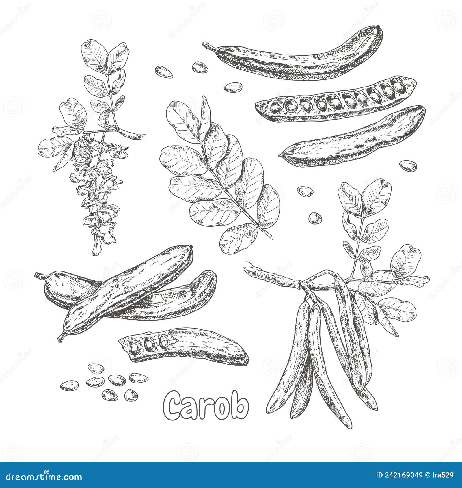 Carob Branch Vector Superfood Drawing. Isolated Hand Drawn ...