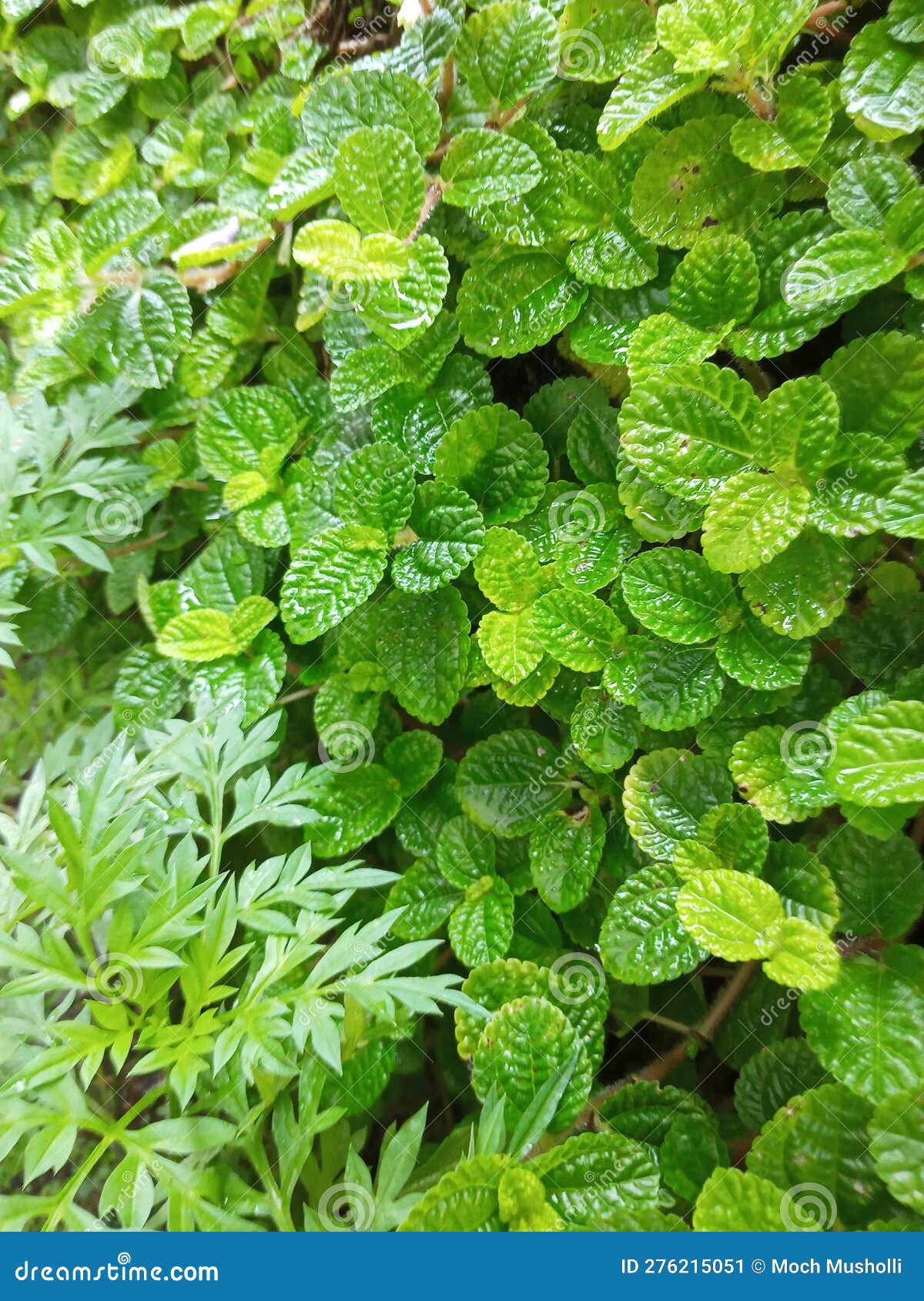 Godong Stock Photos - Free & Royalty-Free Stock Photos from Dreamstime