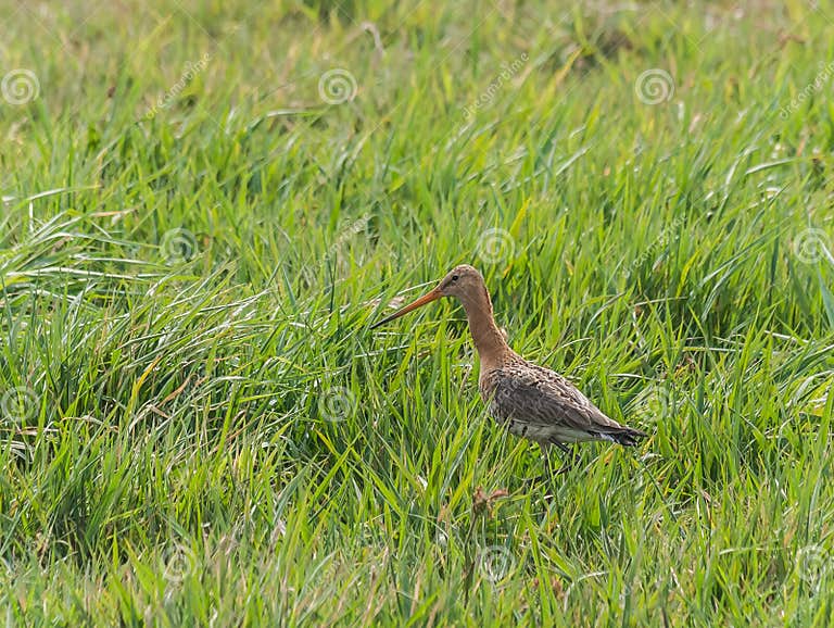 Godwit stock image. Image of brown, field, animal, wild - 29037891