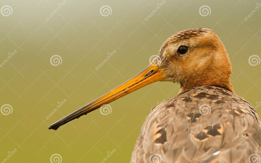 Godwit close up portrait stock photo. Image of godwit - 19740744