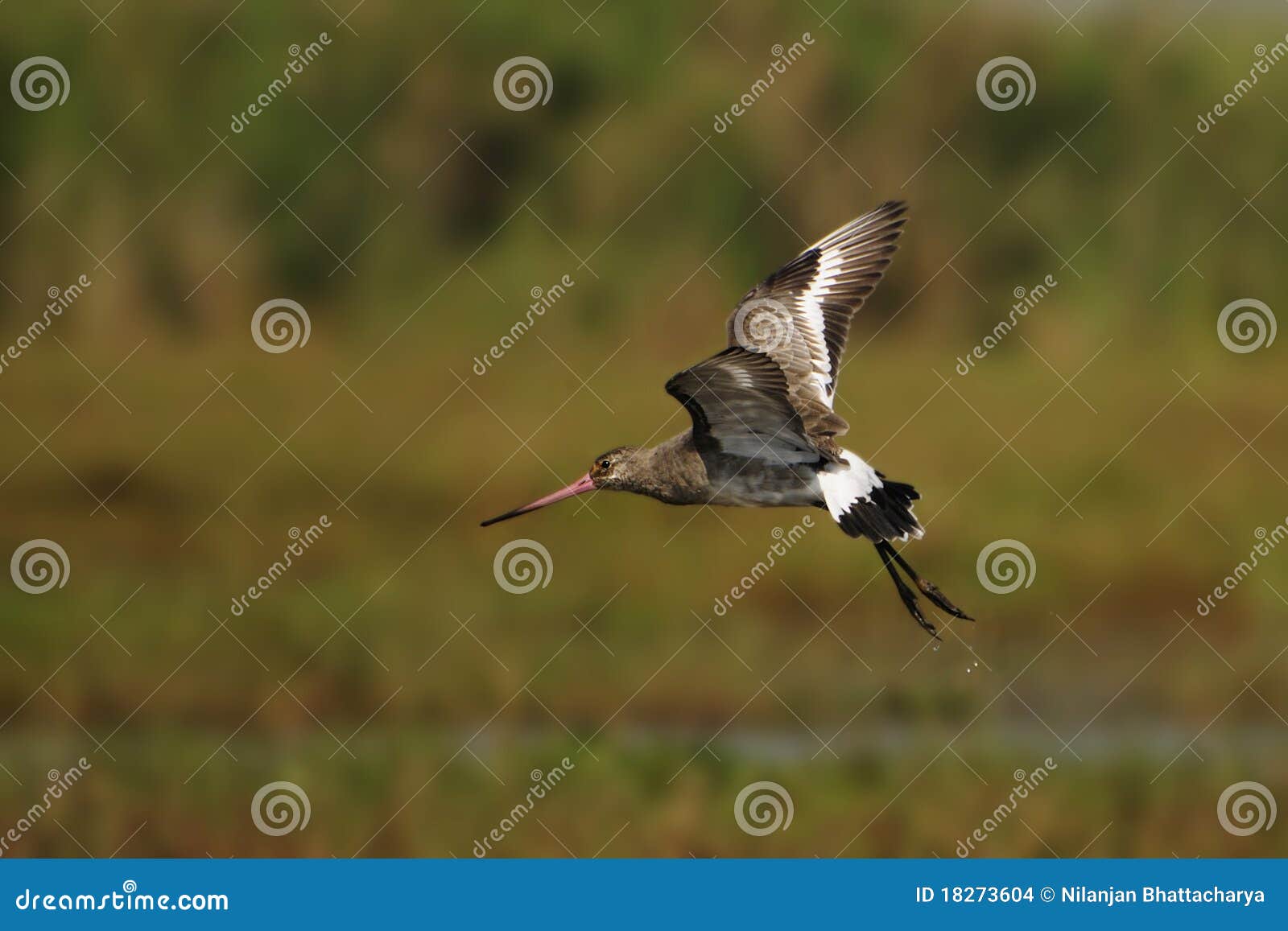 Godwit in flight stock photo. Image of species, flight - 18273604