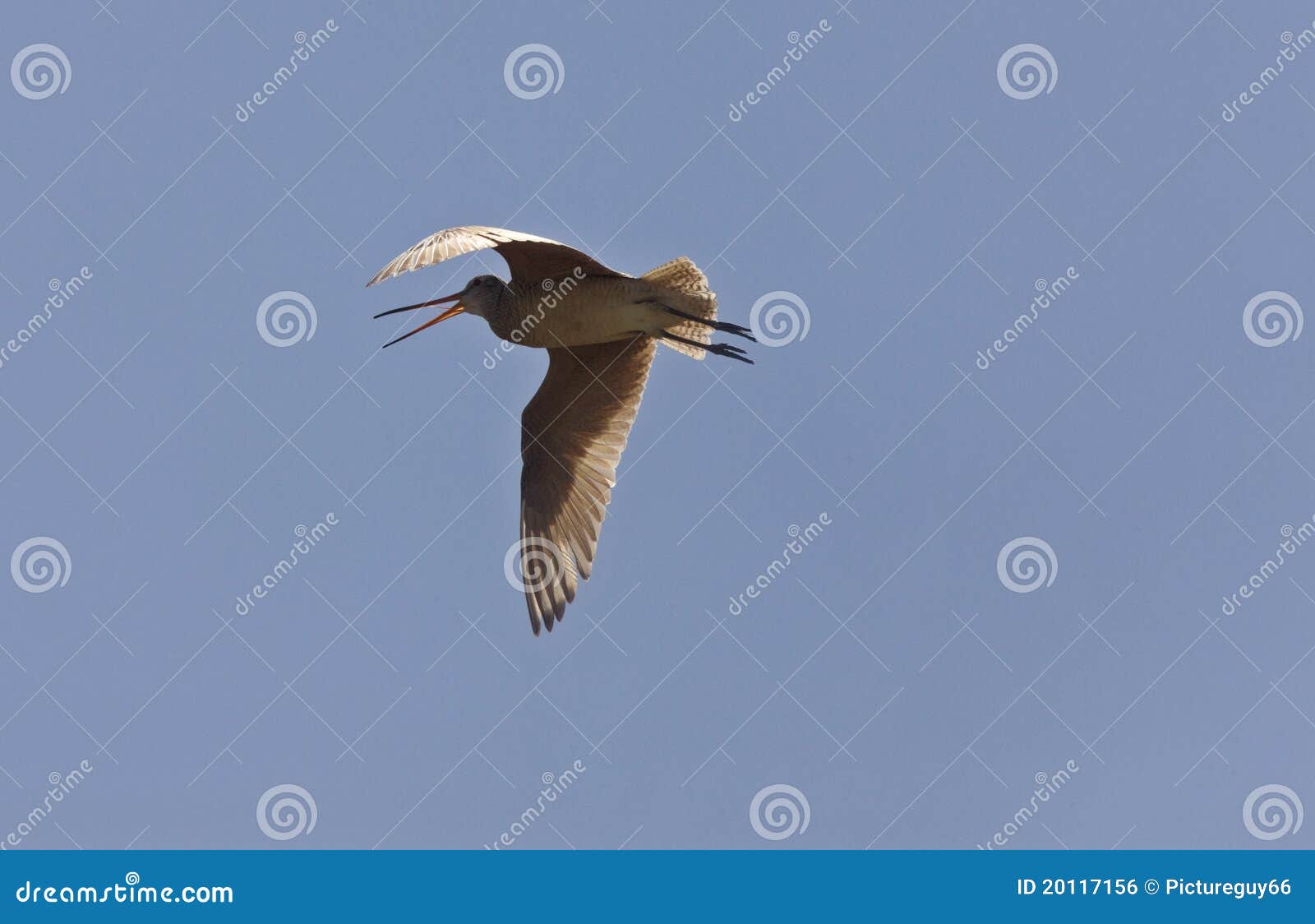 Godwit in flight stock photo. Image of blue, birdwatching - 20117156