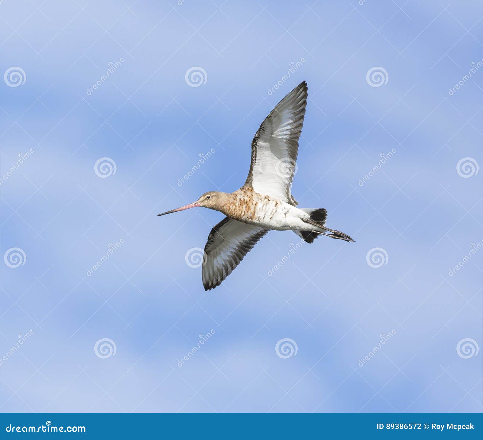 A Godwit stock photo. Image of pretty, river, wildlife - 89386572