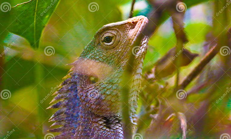 Godzilla stock photo. Image of chameleon, repltile, godzilla - 87635902