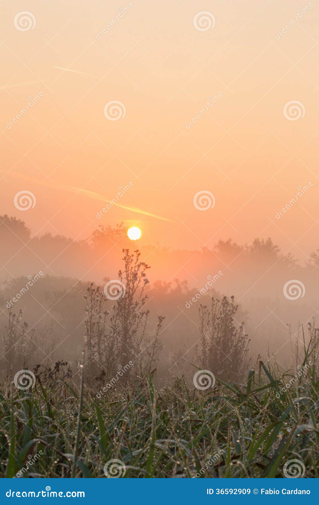 Goedemorgen, zon! stock afbeelding. Image of landelijk - 36592909