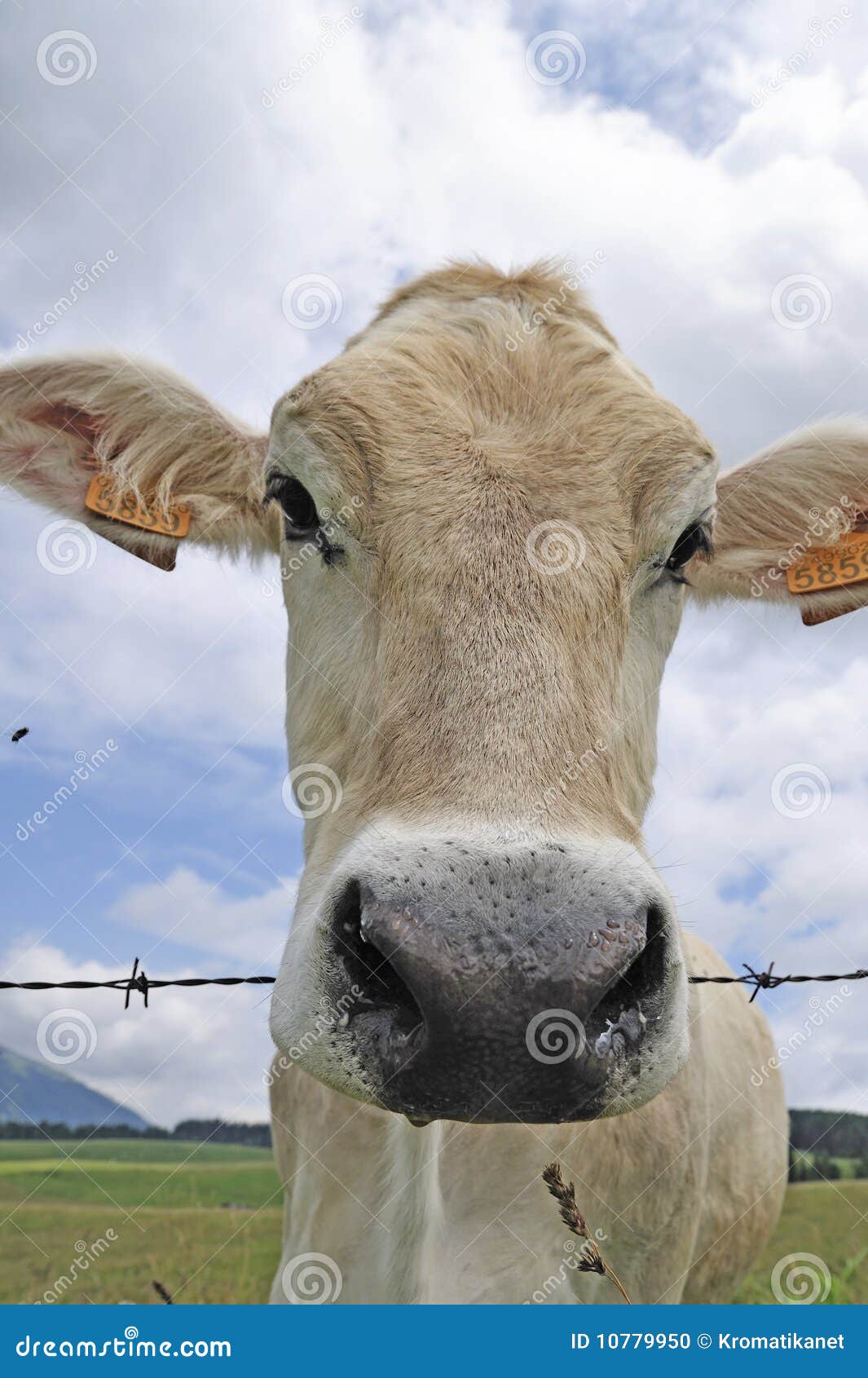 Goegeous cow stock photo. Image of mucca, calf, snout - 10779950