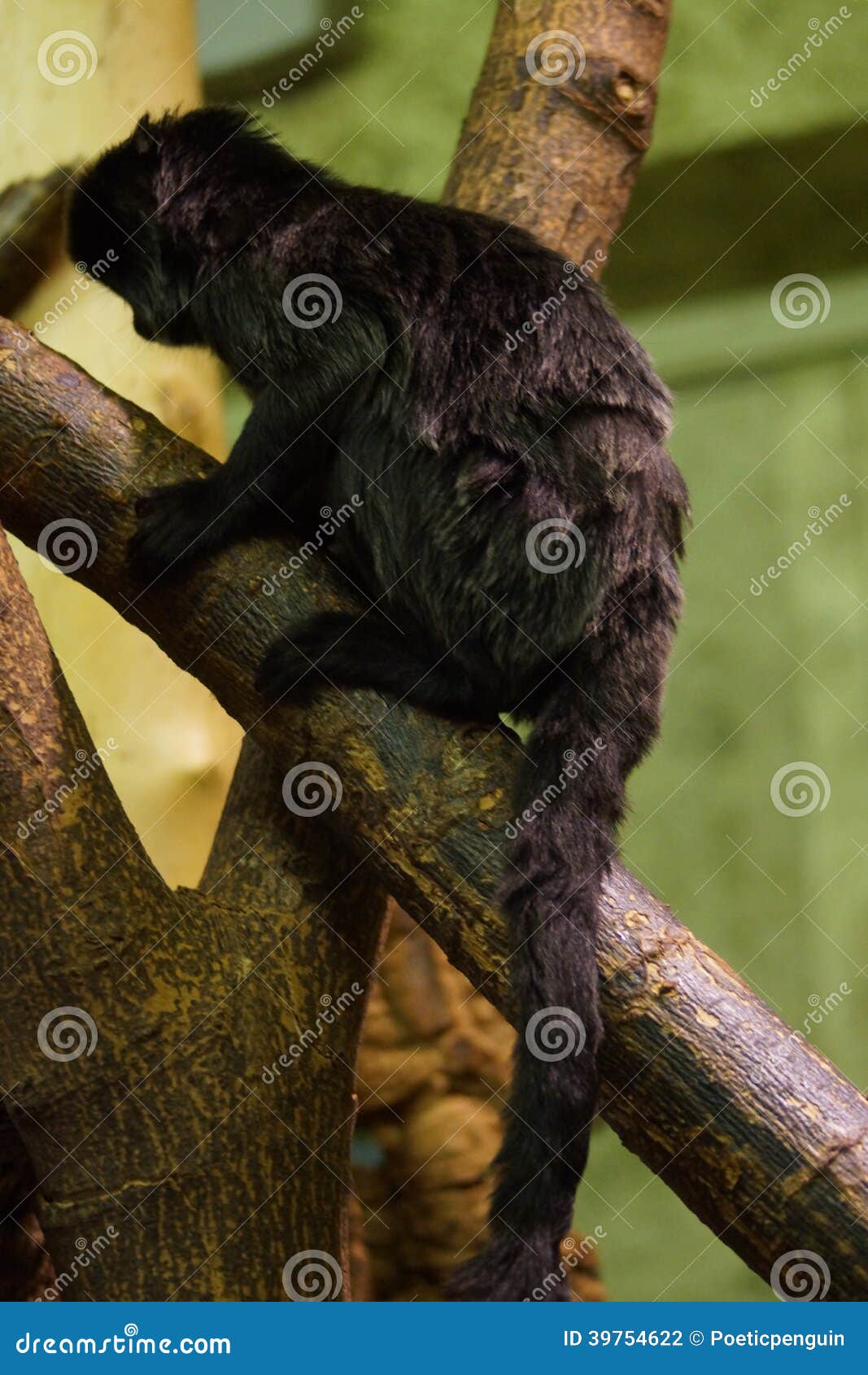 Goeldi S Monkey - Callimico Goeldii Stock Photo - Image of cute ...