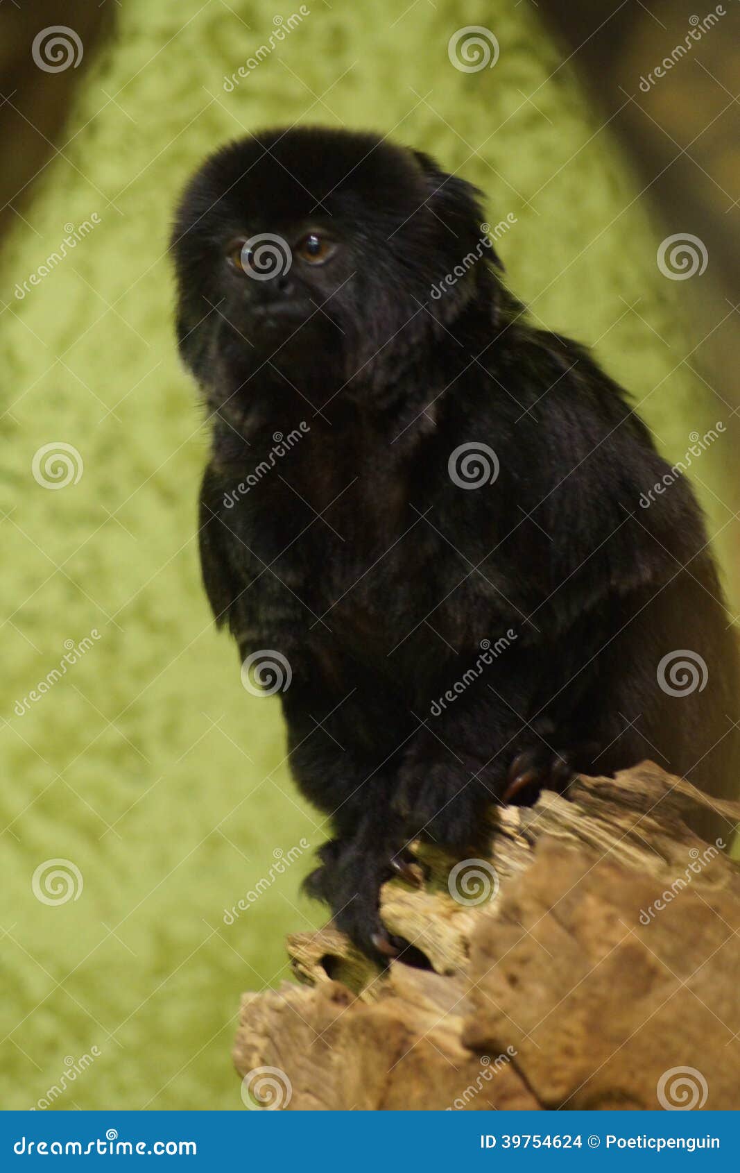 Goeldi S Monkey - Callimico Goeldii Stock Photo - Image of animal ...