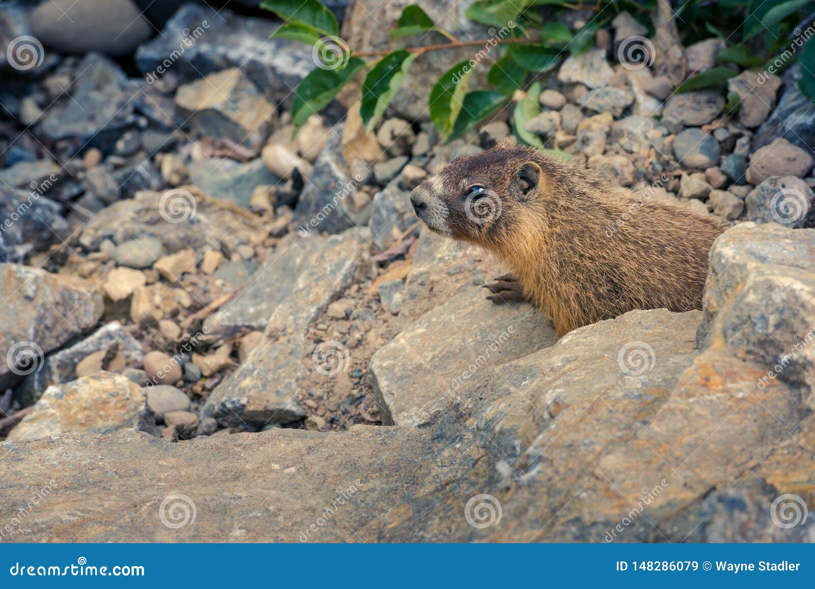 Curious Wild Gopher Watches from Some Rocks. Stock Image - Image of ...