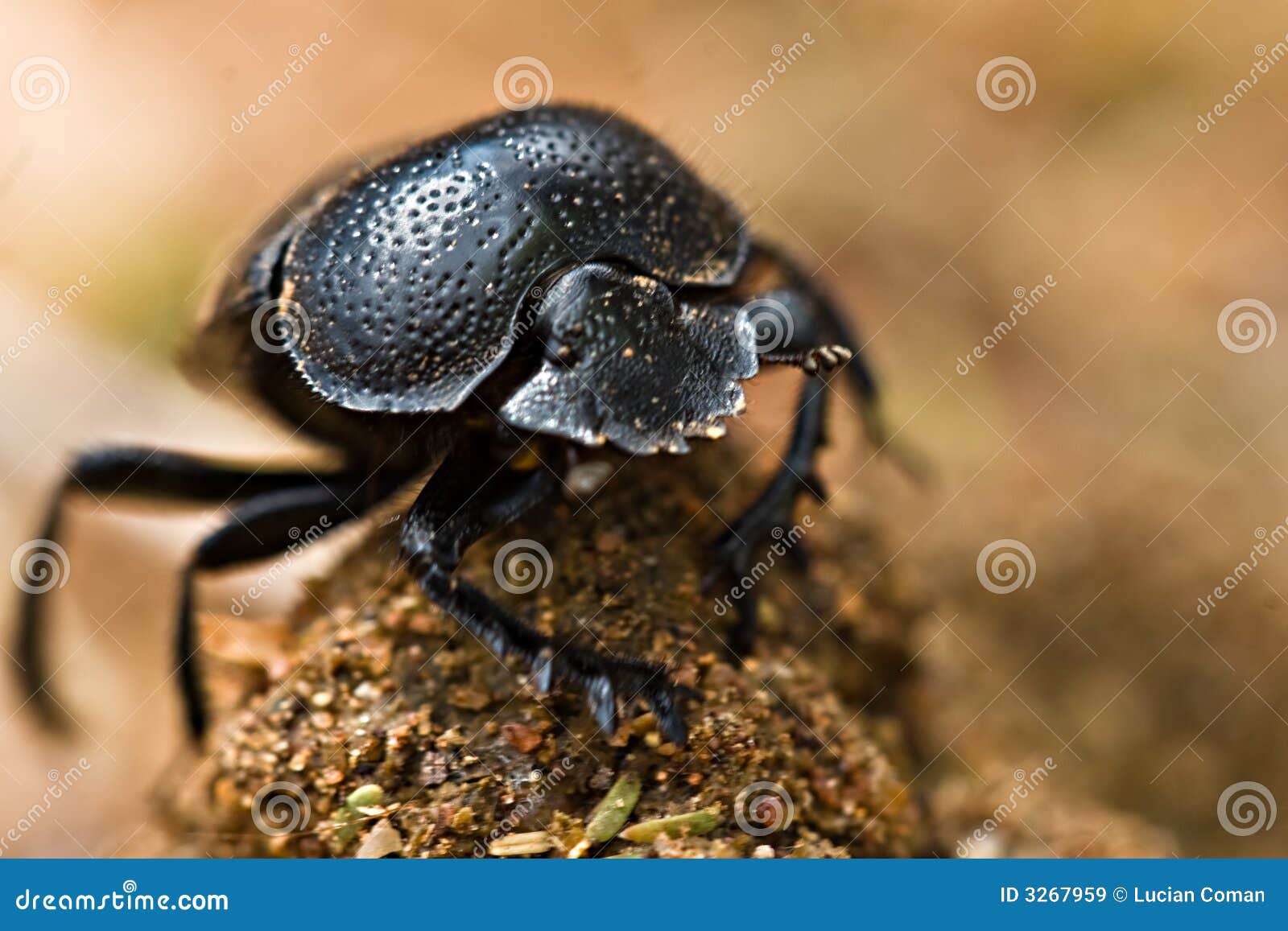 Gofer beetle stock image. Image of gofer, head, detail - 3267959