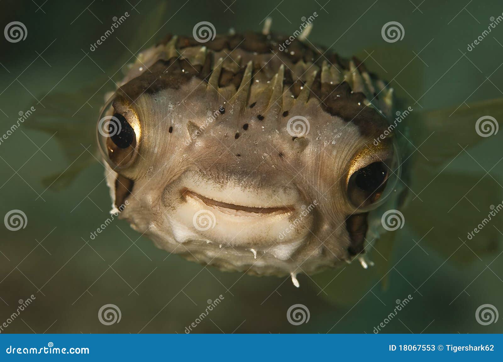 Goggle stock image. Image of porcupinefish, diodontidae - 18067553