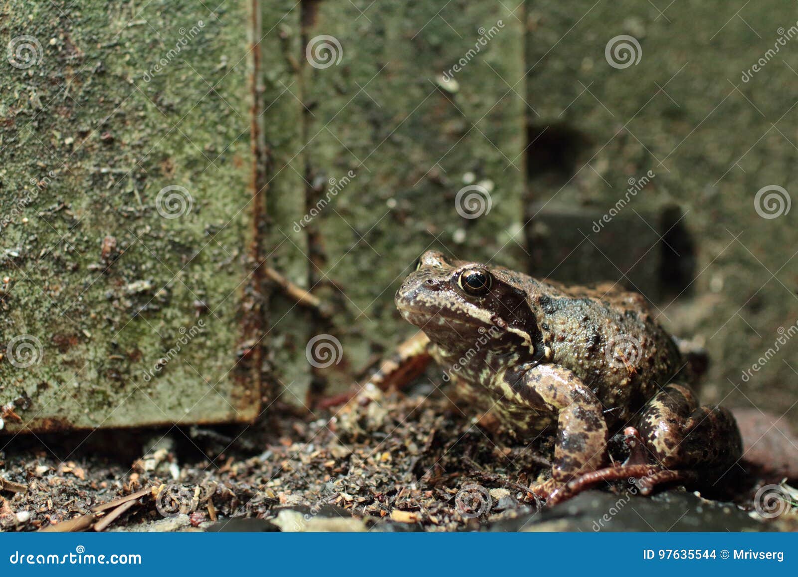 Goggle-eyed Toad stock photo. Image of marsh, camouflage - 97635544
