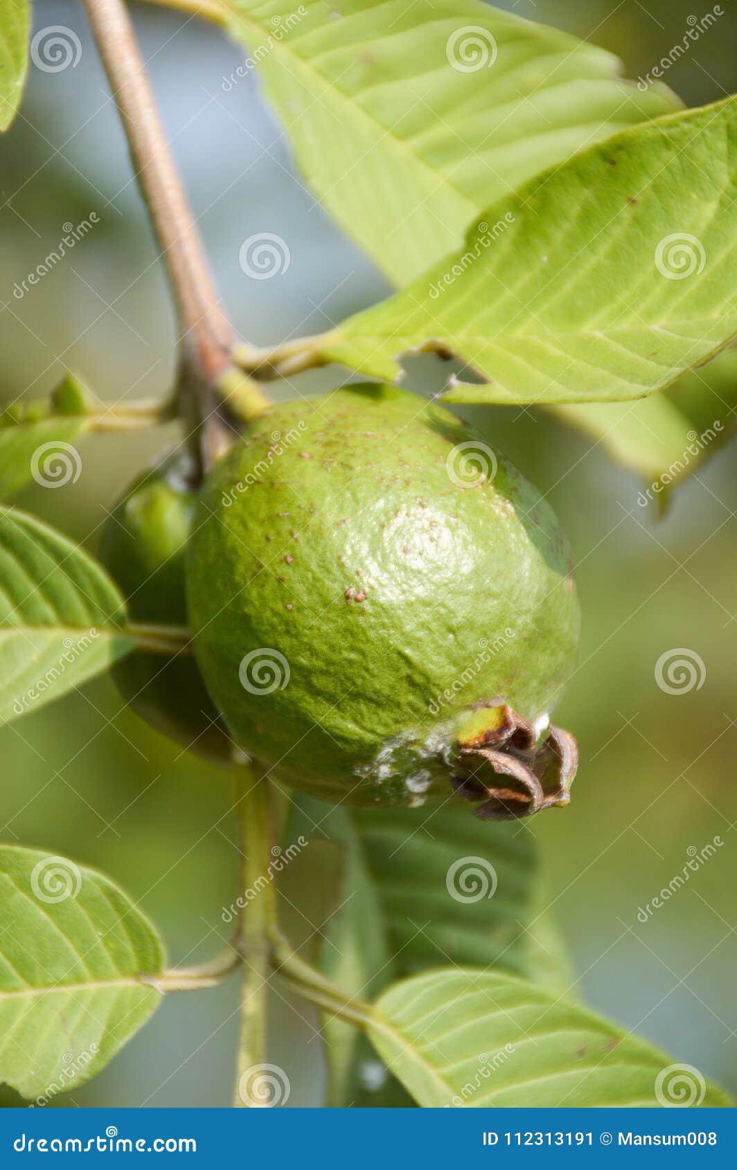 Goiaba Verde No Jardim Do Fruto Imagem de Stock - Imagem de doce, verde ...