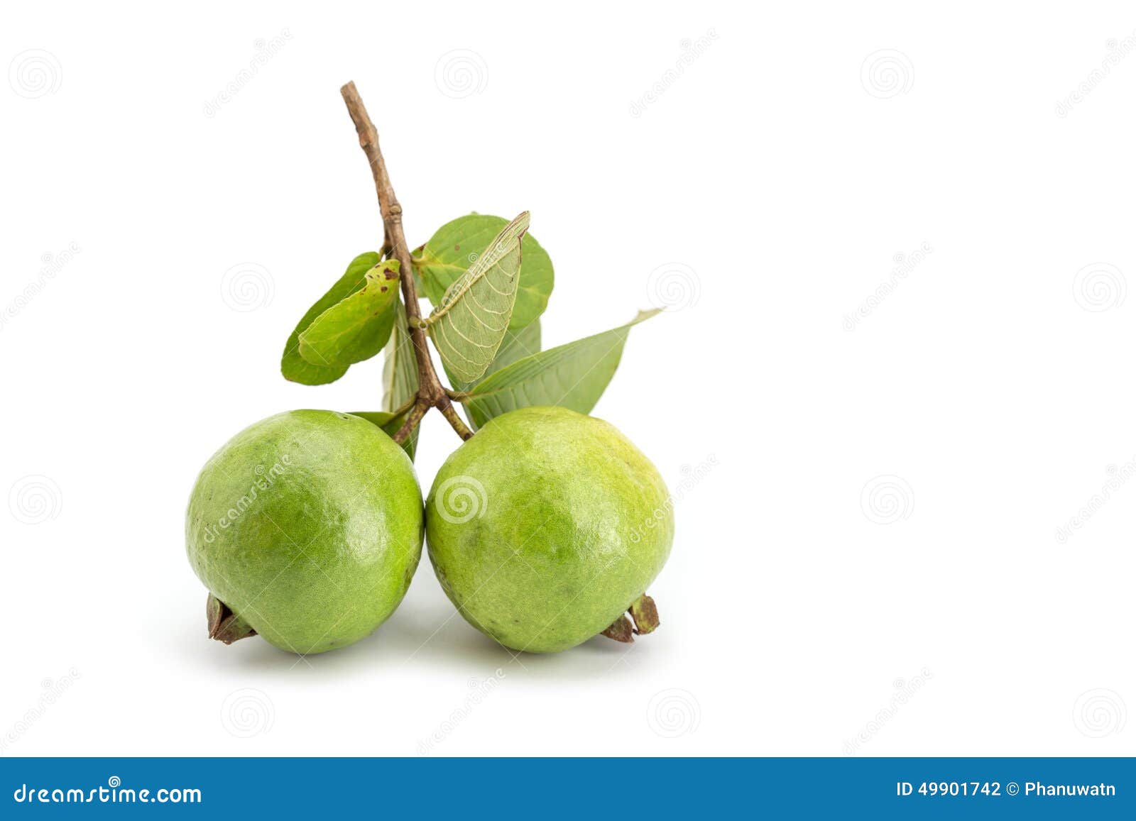 Goiaba Verde Tailandesa Local Foto de Stock - Imagem de delicioso ...