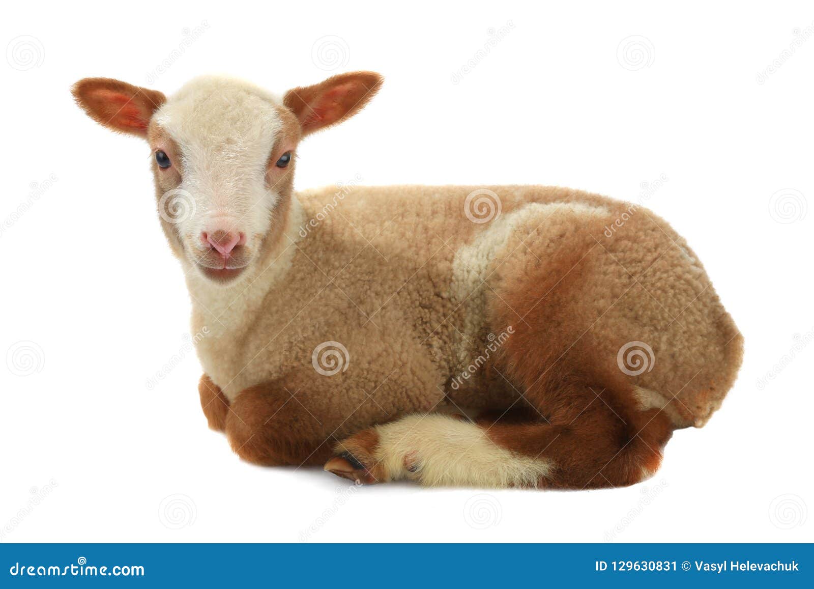 White Sheep Group Grazing Green Lush Grass On Stone Texture, Indian ...
