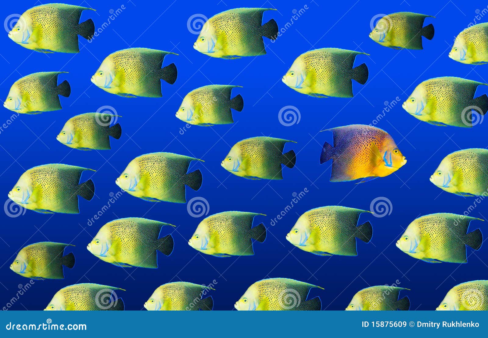 Going different way stock image. Image of coral, hierarchy - 15875609