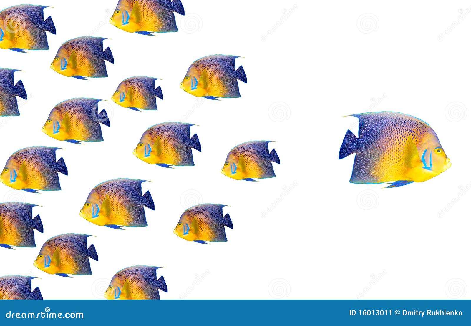 Going different way stock image. Image of change, coral - 16013011
