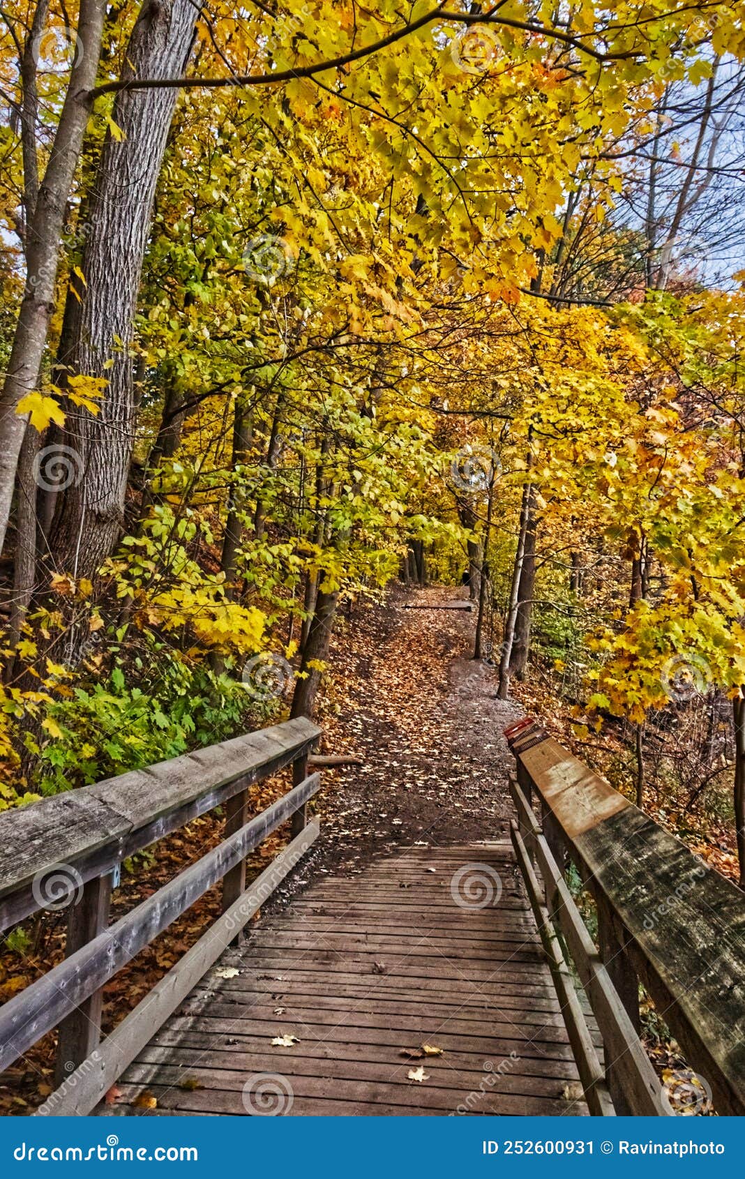 Going Down the Golden Bridge To the Golden Leaves - Fall in Central ...