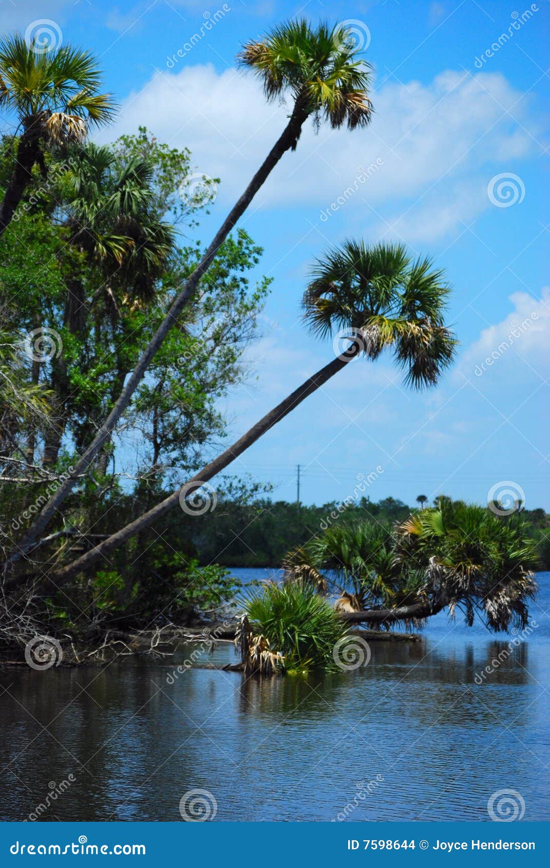 Going, Going, Gone stock photo. Image of river, trees - 7598644