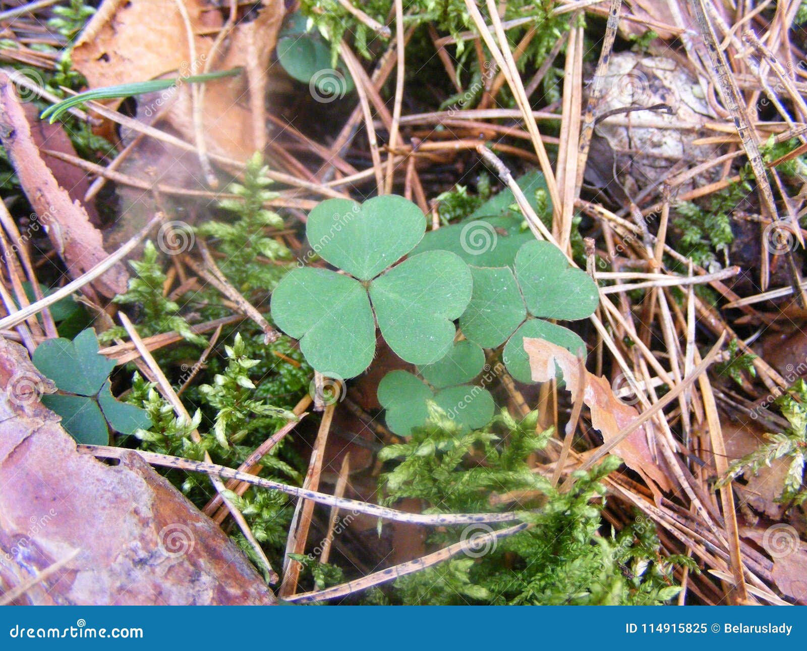 Going Green Clover in the Forest, Shamrocks in Forest Stock Image ...