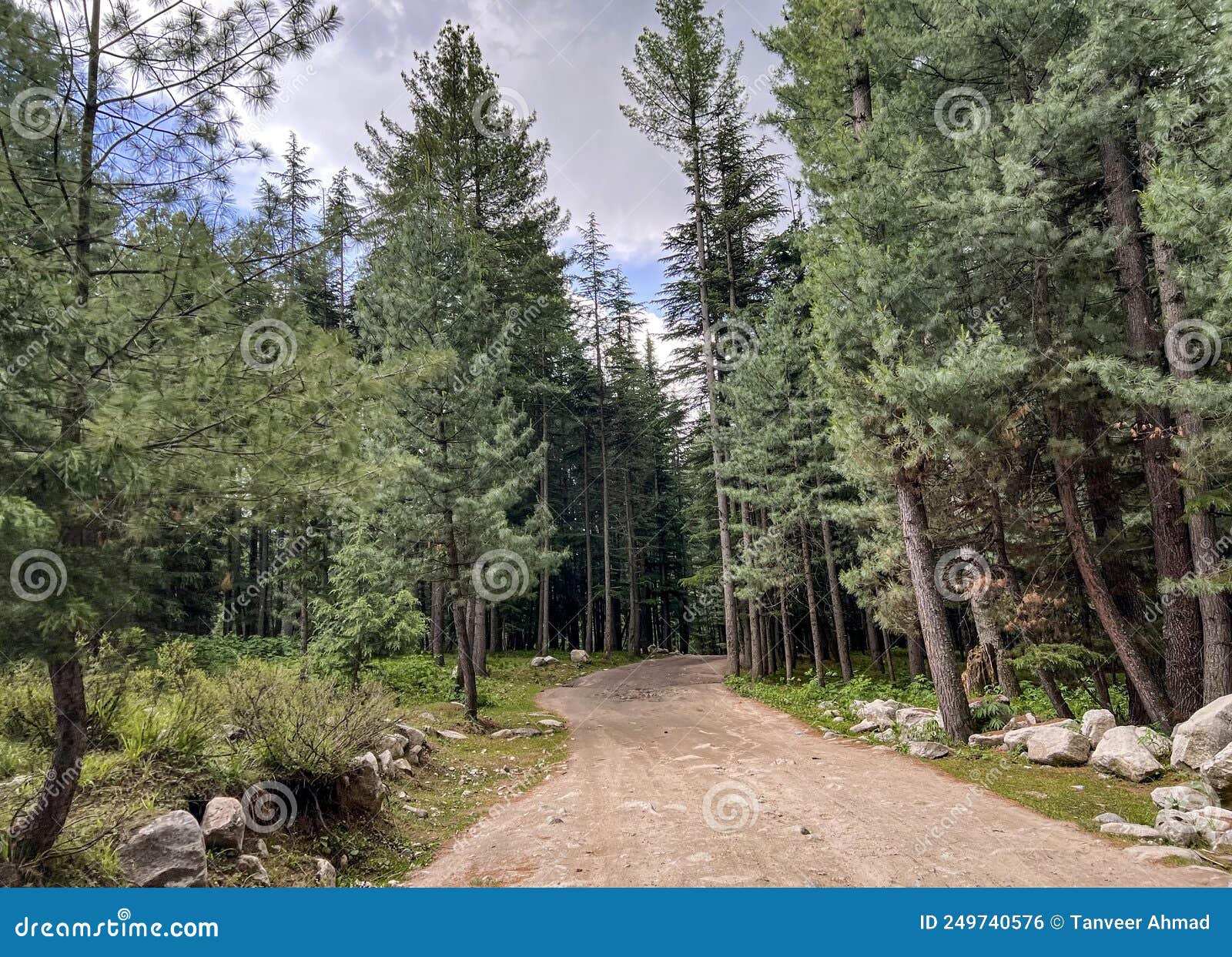 Going into Jungle with Long Pine Trees Stock Photo - Image of grass ...