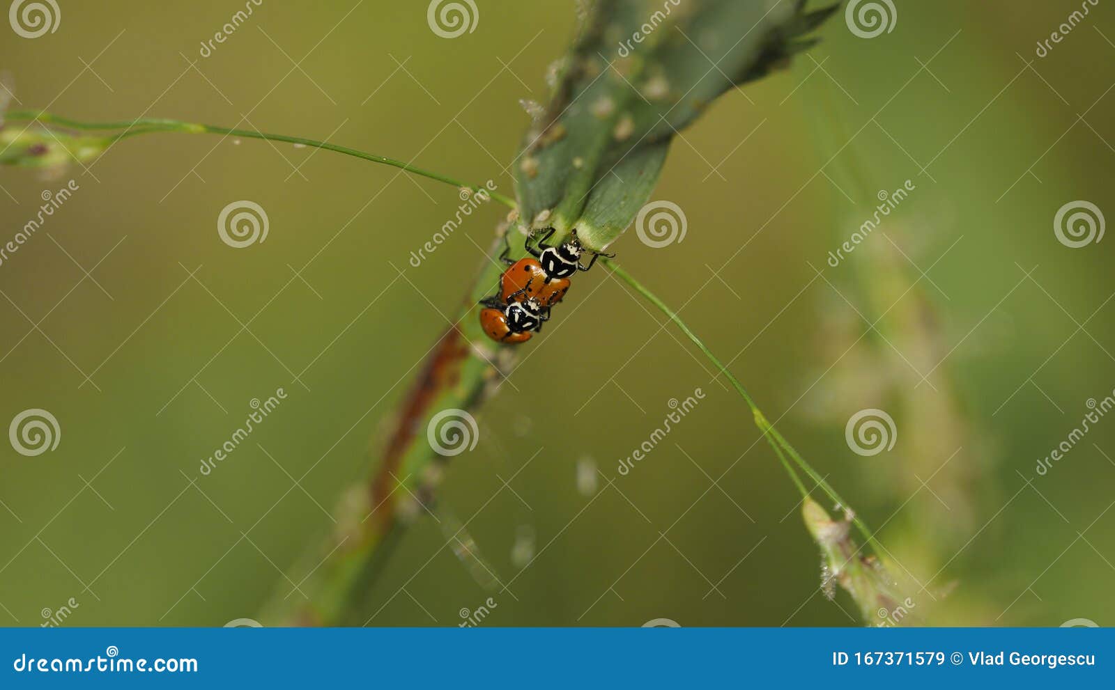 Going at it stock image. Image of ladaybug, nature, insect - 167371579