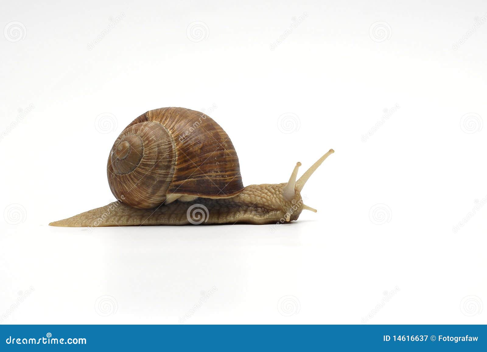 Going snail stock image. Image of carry, tentacles, horns - 14616637