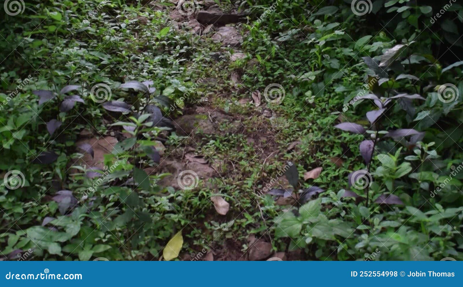 Going Up in a Pavement in Forest Stock Footage - Video of holiday ...