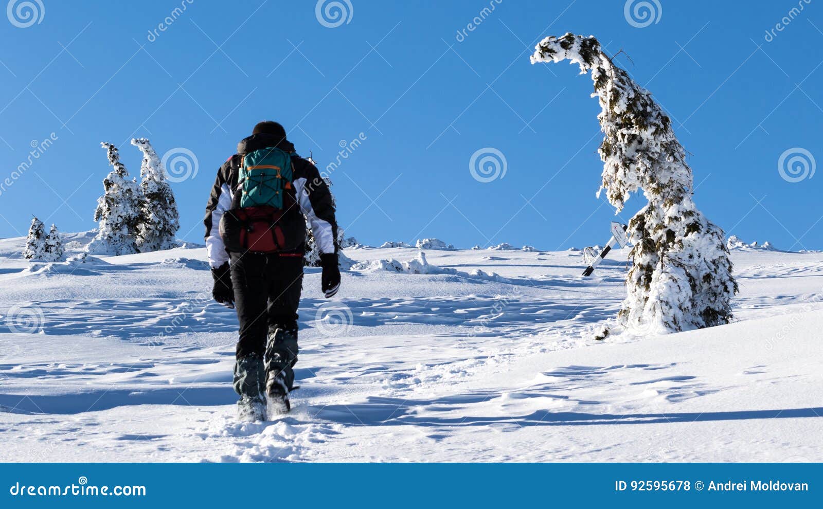 A Young Climber is Moving Slowly through Deep Snow Up the Mountain on a ...