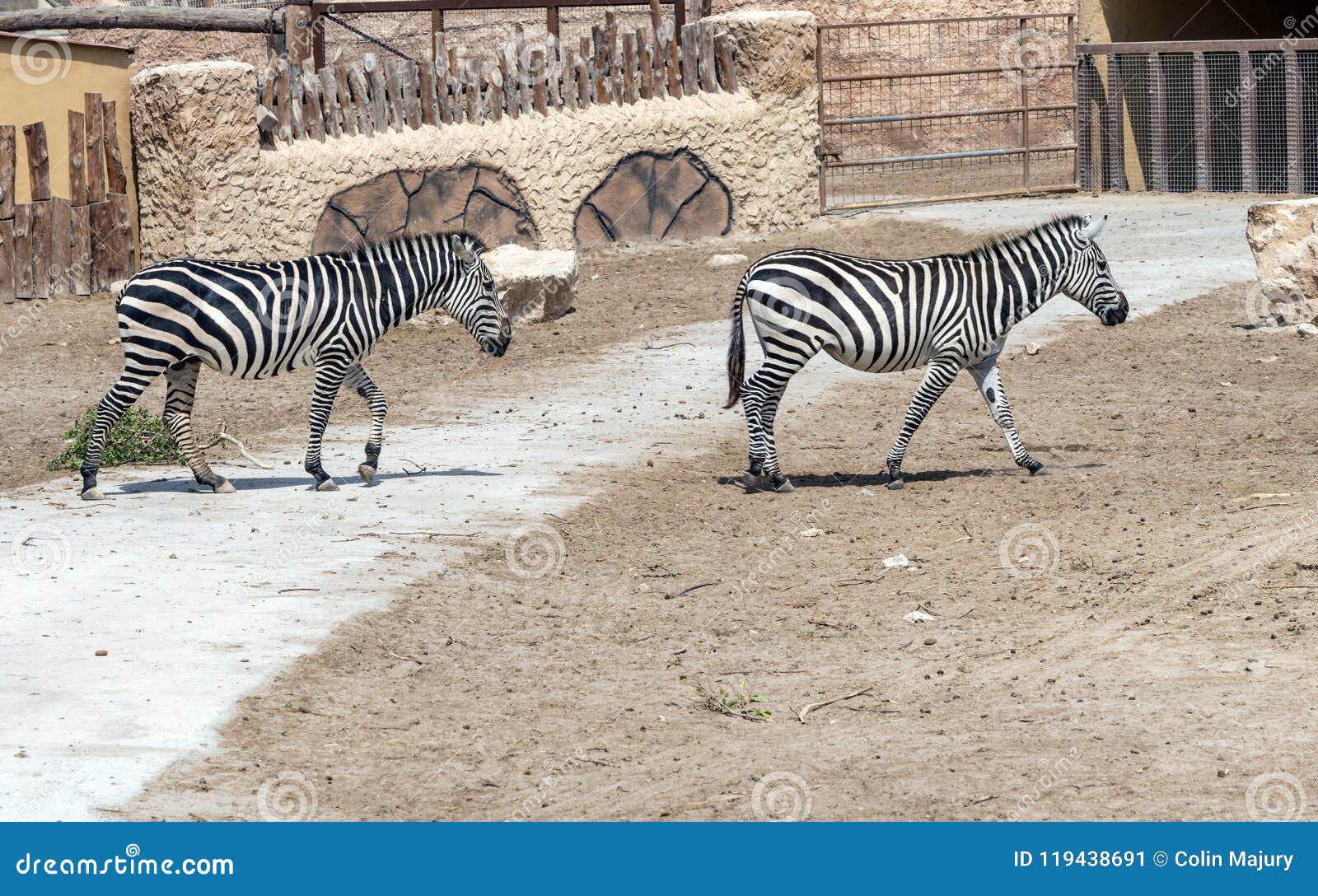 We are going for a walk stock image. Image of herd, wild - 119438691