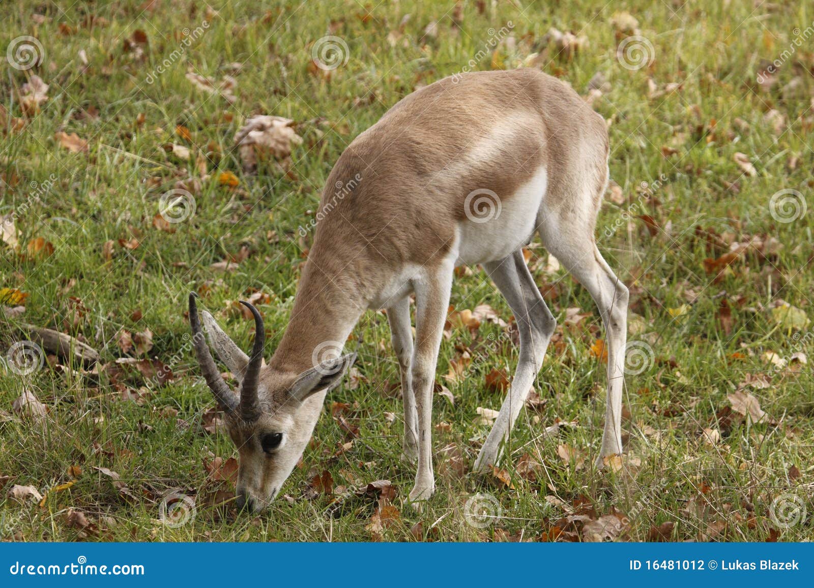 Goitered Gazelle Stock Photography - Image: 16481012