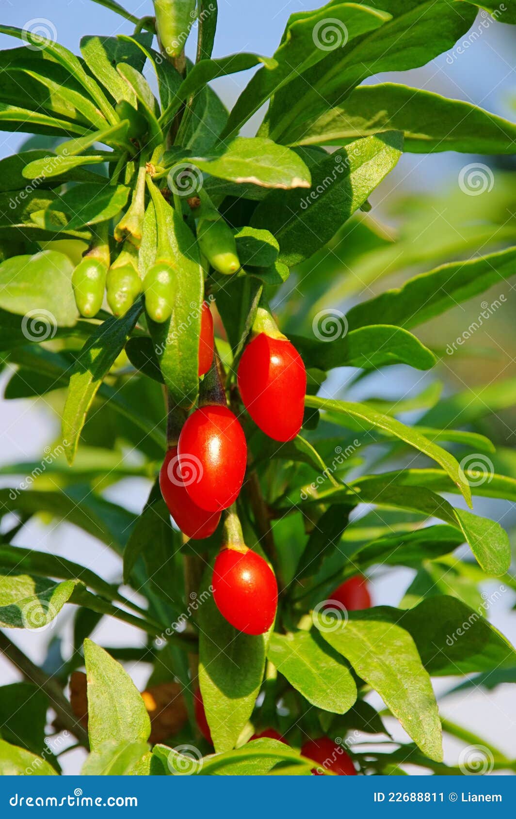 Goji Beere stockbild. Bild von frucht, beere, grün, busch - 22688811