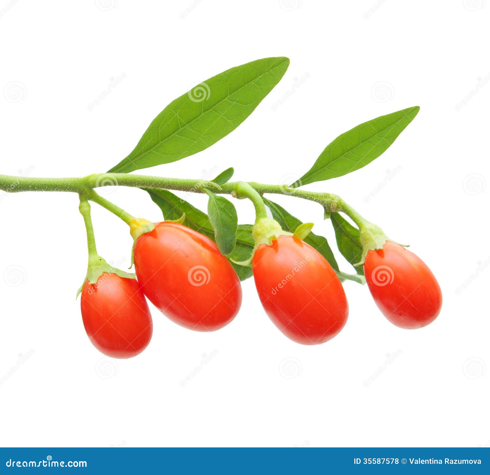 Goji-Beere lokalisiert stockfoto. Bild von blatt, chinesisch - 35587578