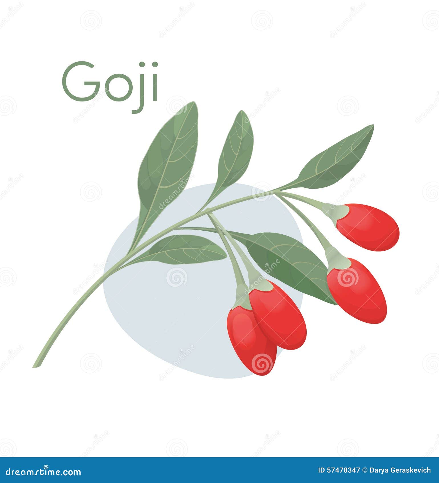 Goji berries on a branch. stock vector. Illustration of berries - 57478347