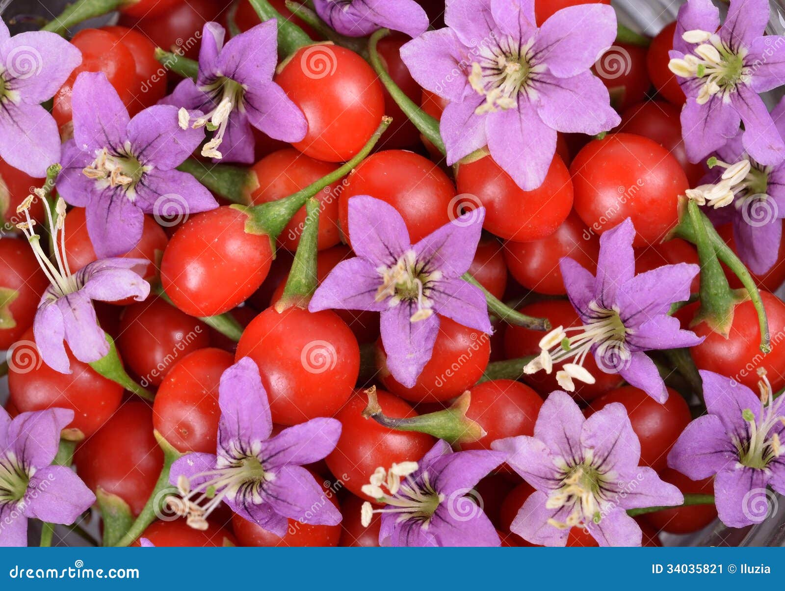 Goji berries stock image. Image of herb, berry, fruit - 34035821