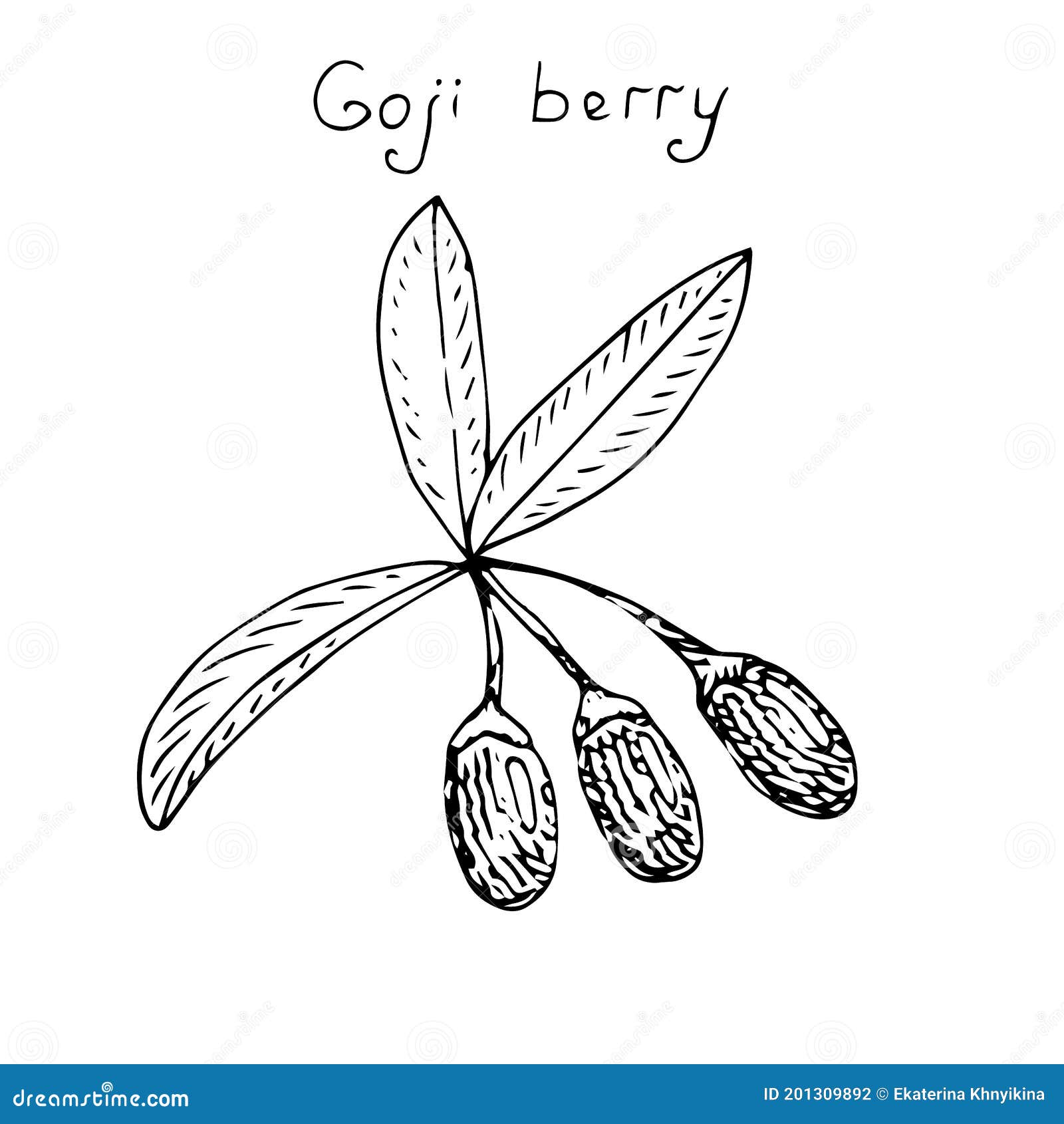 Goji Berries Witn Leaves, Vector Illustration, Hand Drawing Stock ...